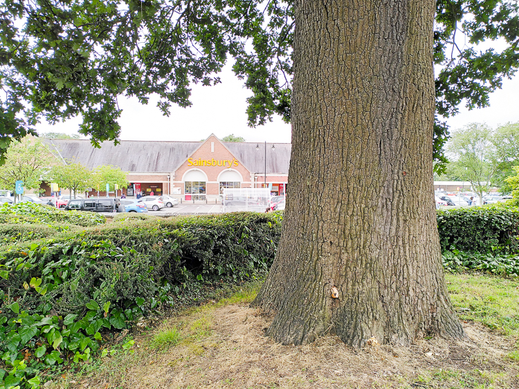 Supermarket weeping conk – Fungi Friday 🍄