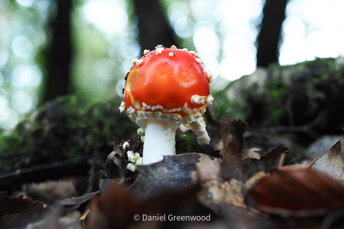 Fly agaric proliferating 🍄 – Fungi Friday 🍄