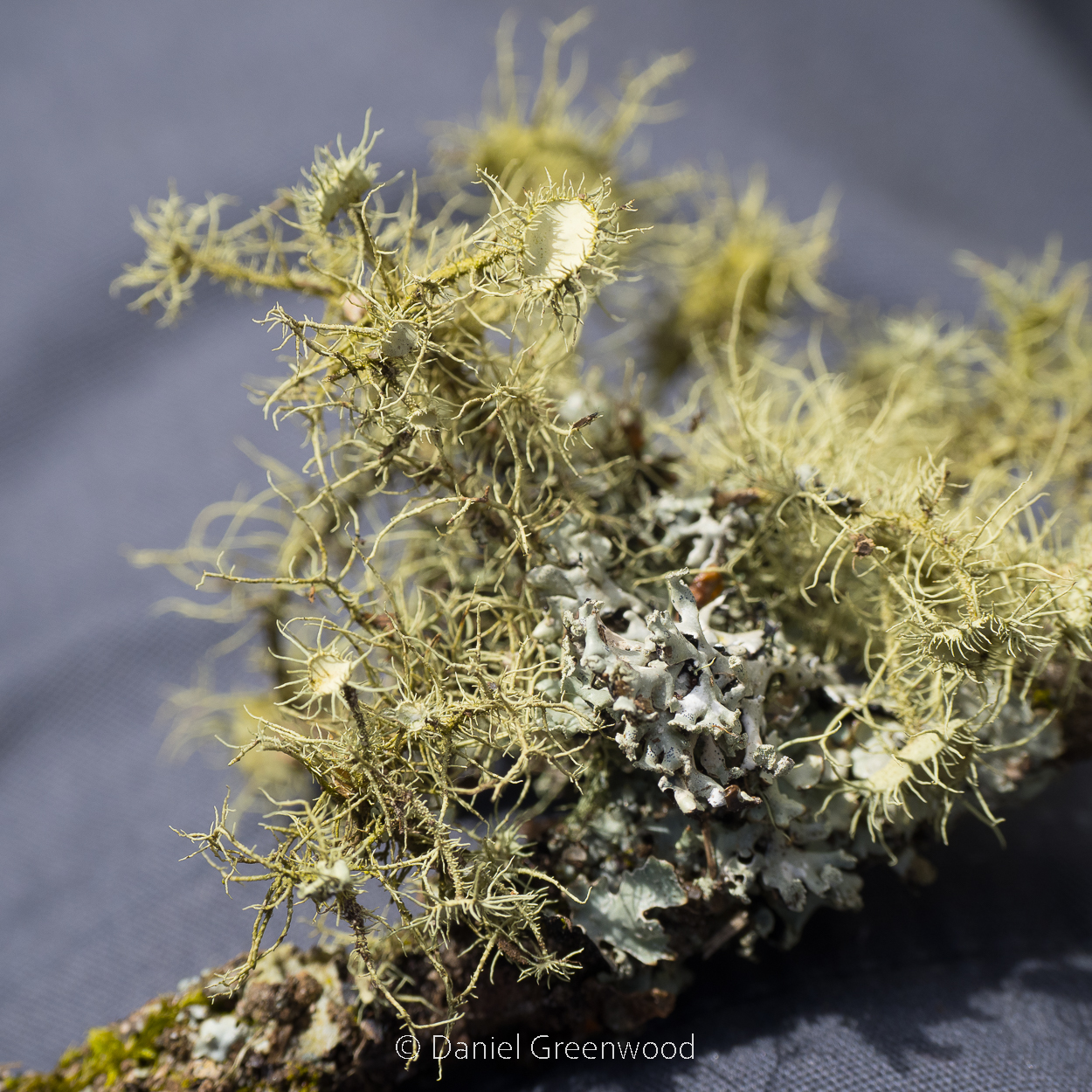 The ultimate beard lichen in Devon – Fungi Friday 🍄
