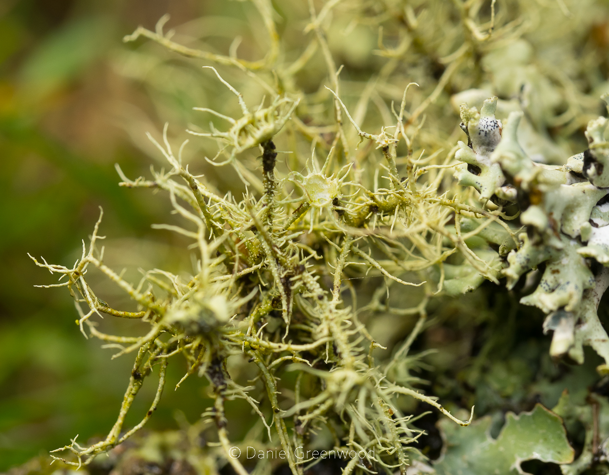 The ultimate beard lichen in Devon – Fungi Friday 🍄