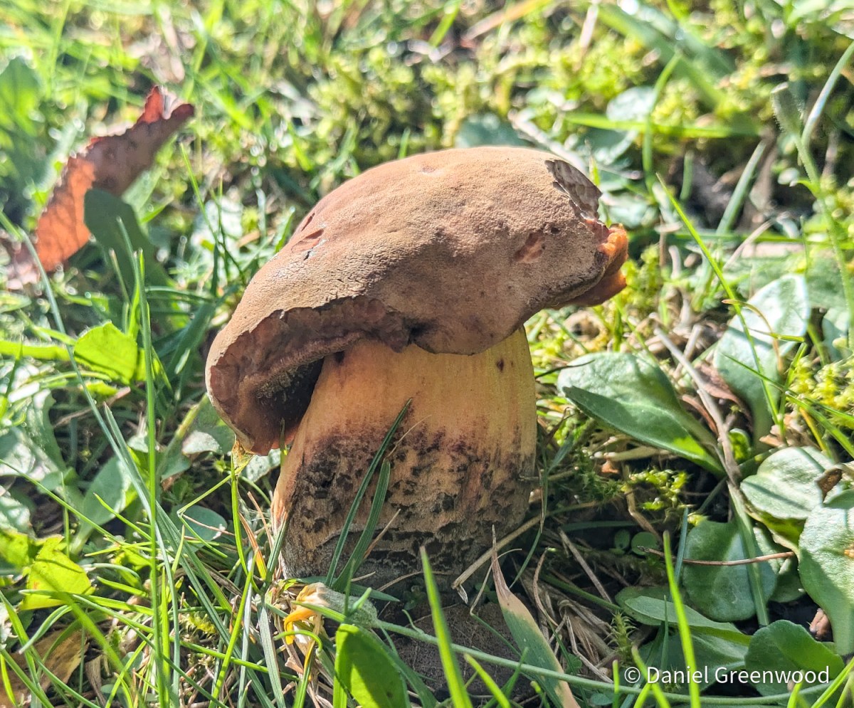Deceiving bolete – Fungi Friday 🍄
