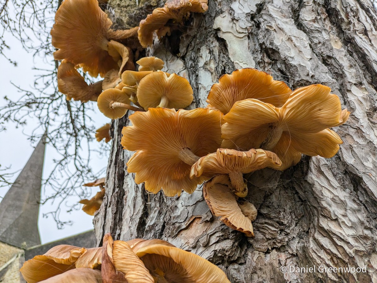 Mushroom explosion – Fungi Friday 🍄